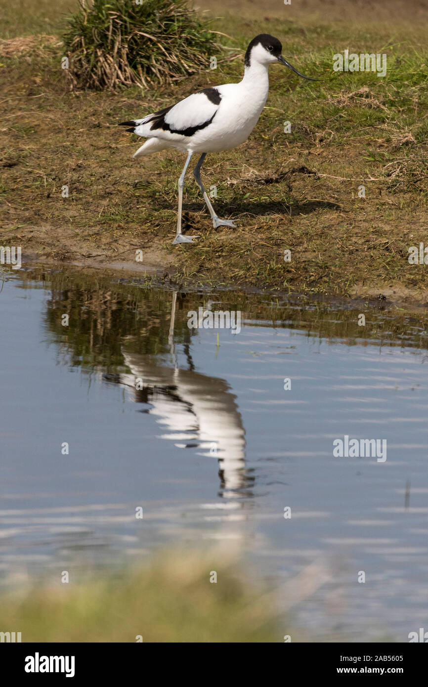 Pied avocet recurvirostra avosetta saebelschnaebler hi-res stock ...