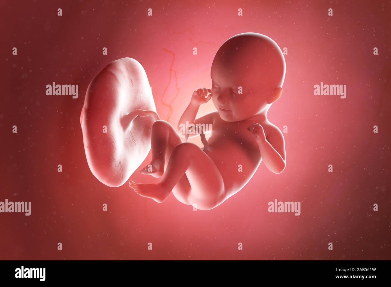 3d rendered medically accurate illustration of a fetus at week 35 Stock ...