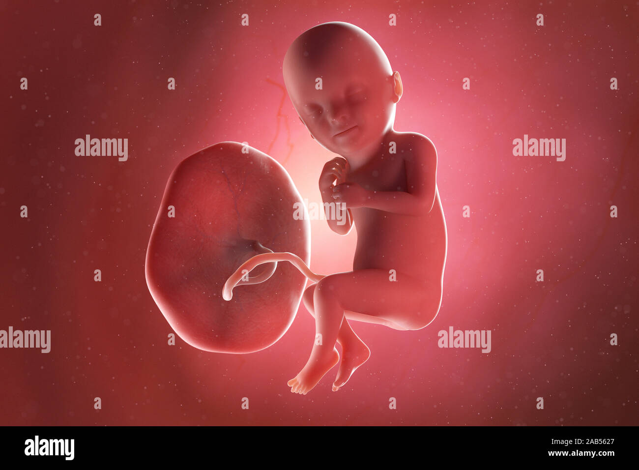 3d rendered medically accurate illustration of a fetus at week 33 Stock ...