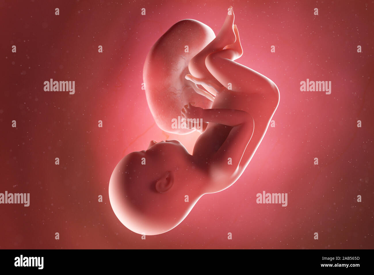 3d rendered medically accurate illustration of a fetus at week 37 Stock ...