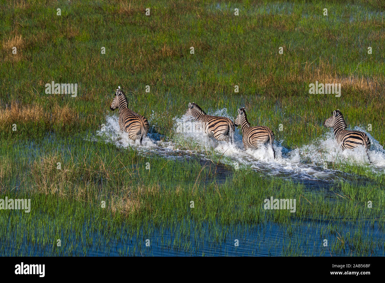 Hippomorpha hi-res stock photography and images - Alamy