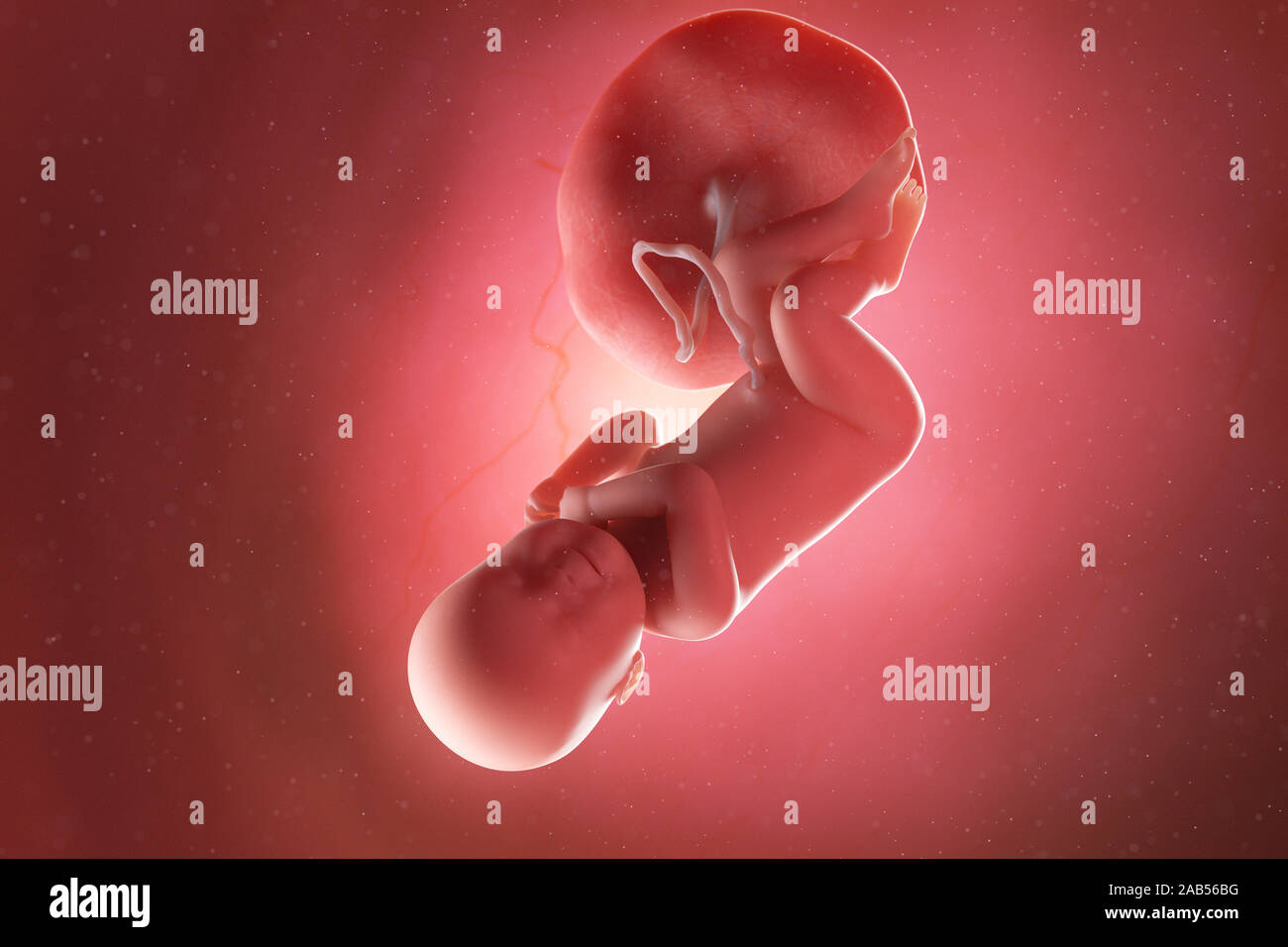 Fetus in utero fetal development hi-res stock photography and images ...