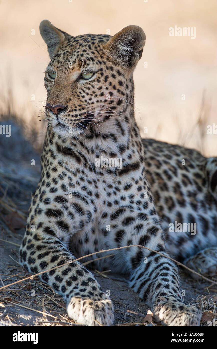 Leopard (Panthera pardus Stock Photo - Alamy