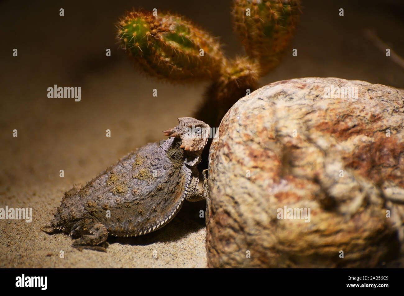 A texas horned lizard hi-res stock photography and images - Alamy