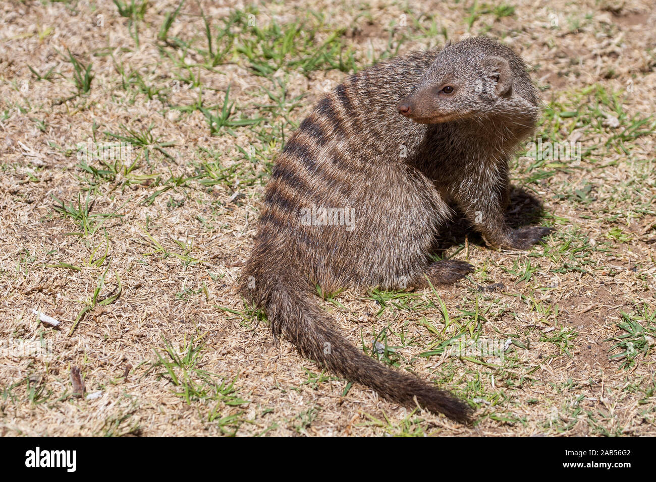 Zebramanguste (Mungos mungo Stock Photo - Alamy