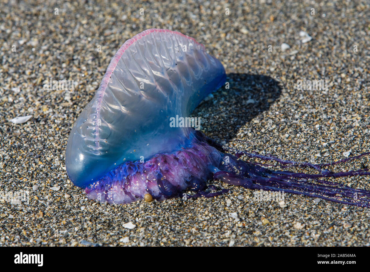 Qualle hi-res stock photography and images - Alamy