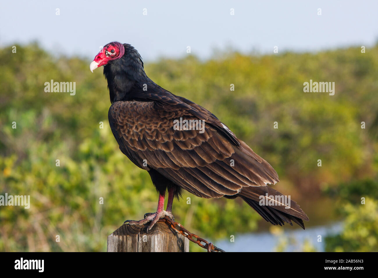 Truthahngeier (Cathartes aura Stock Photo - Alamy