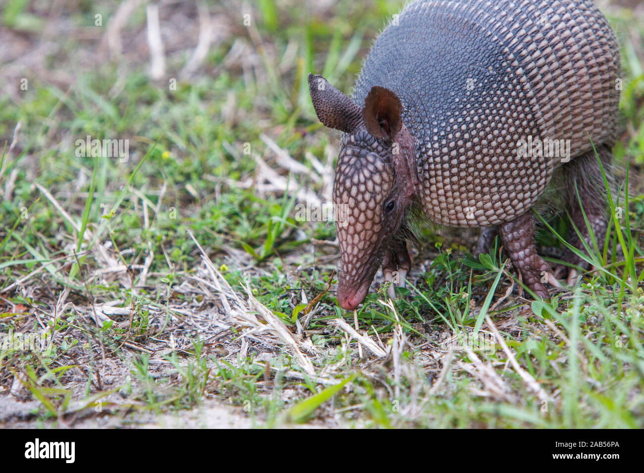 Armadillo-, Neunbinden-Gürteltier (Dasypus novemcinctus Stock Photo - Alamy