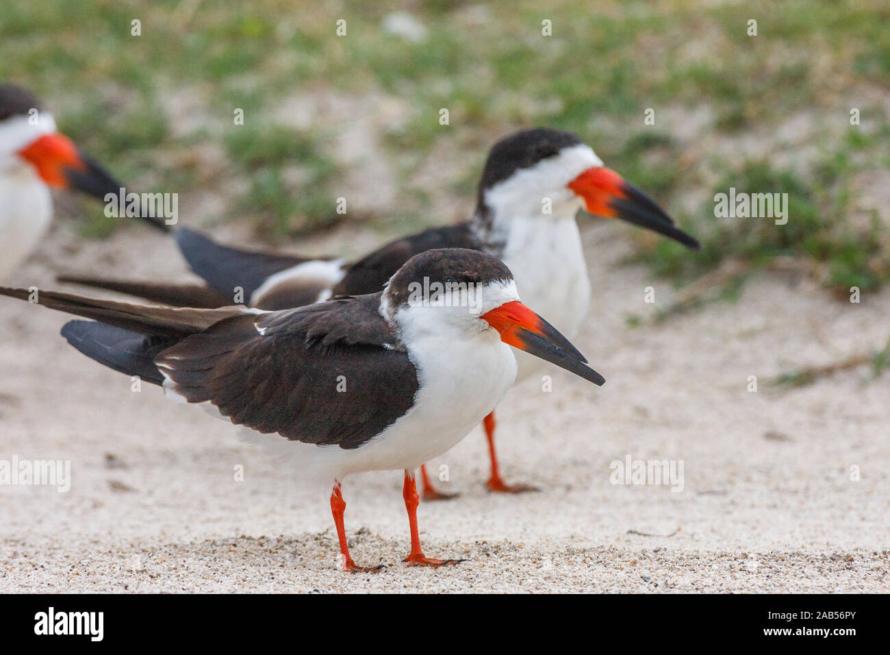 Rhynchopidae bonaparte hi-res stock photography and images - Alamy