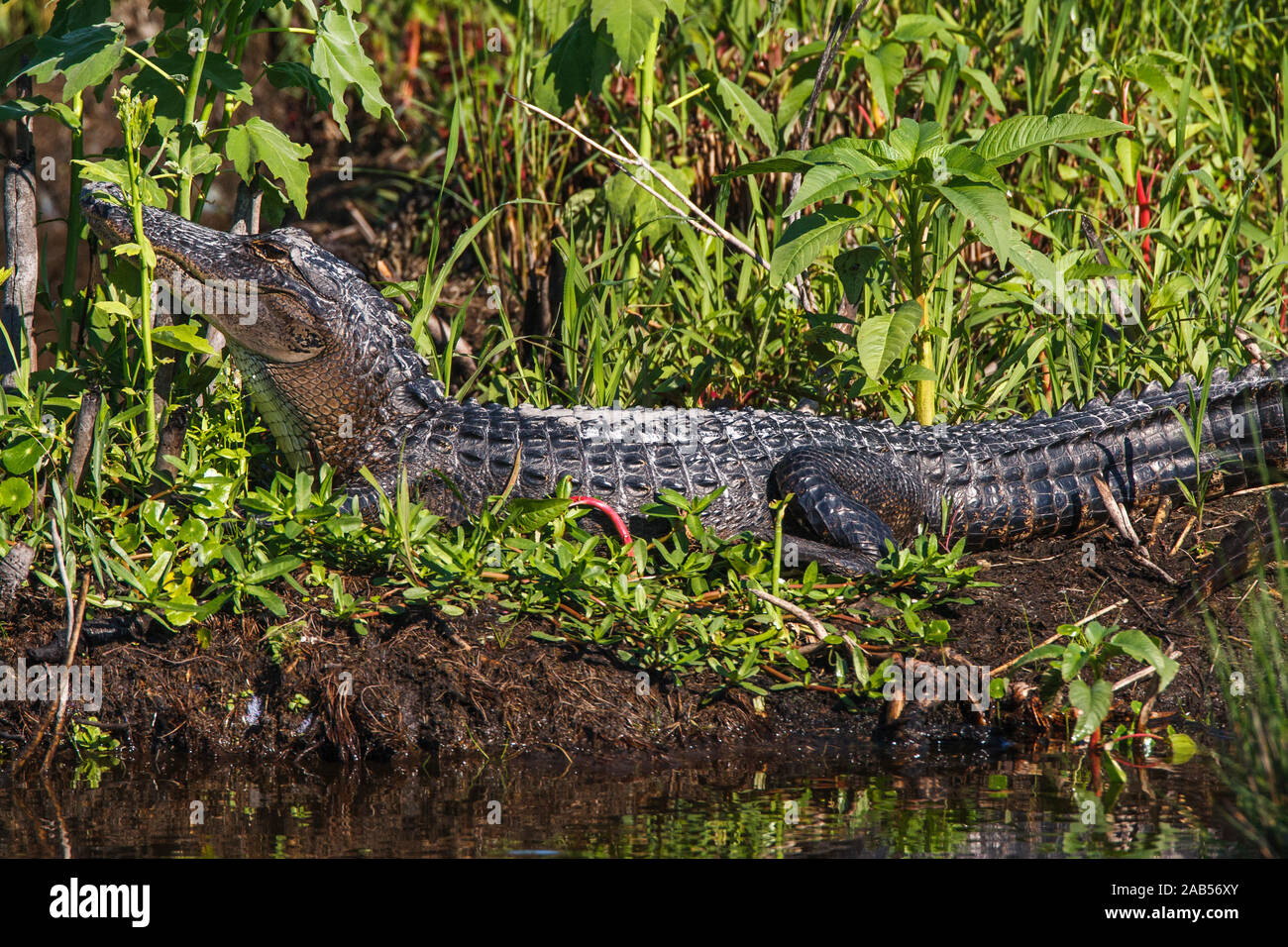 Mississippi-Alligator (Alligator mississippiensis Stock Photo - Alamy