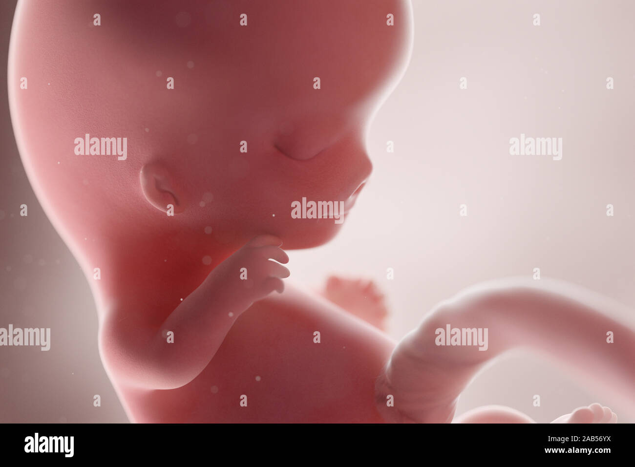 3d rendered medically accurate illustration of a human fetus - week 9 ...