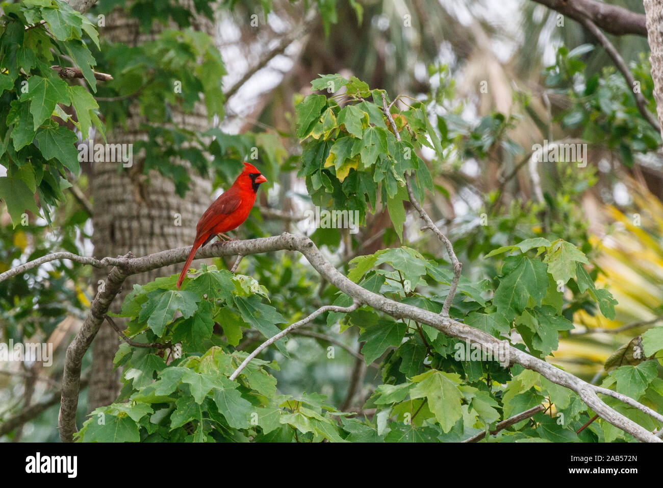 Rotkardinal (Cardinalis cardinalis Stock Photo - Alamy