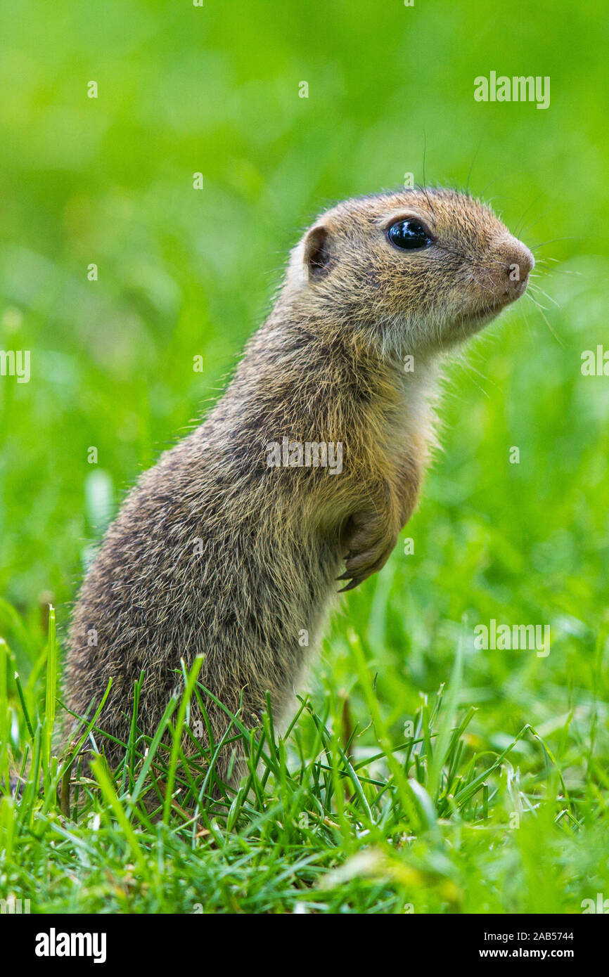 Ziesel (Citellus citellus Stock Photo - Alamy