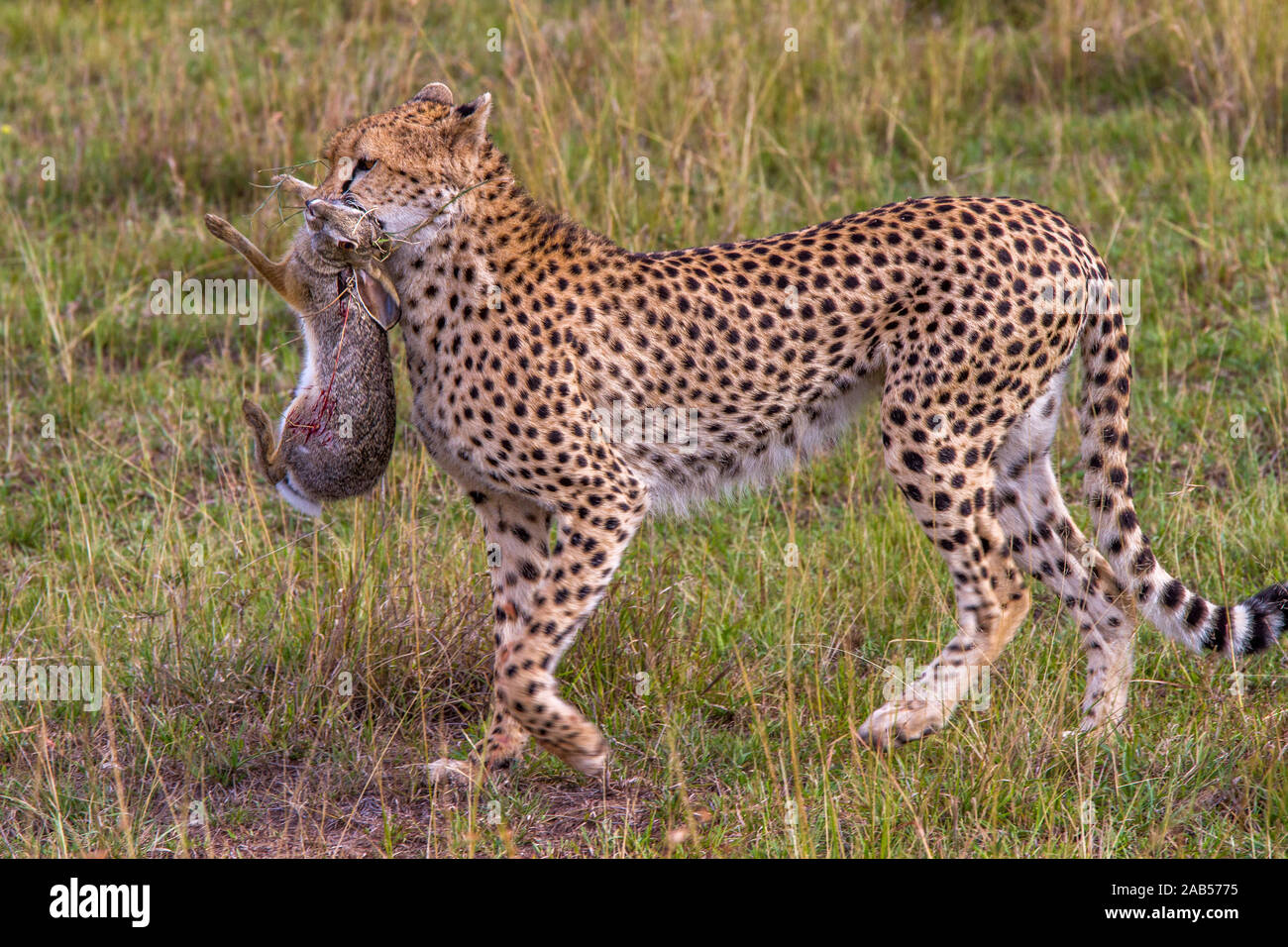 Gepard auf der jagd hi-res stock photography and images - Alamy