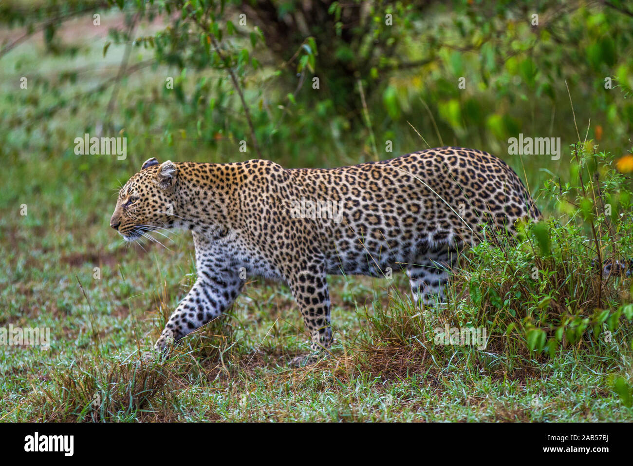 Leopard (Panthera pardus Stock Photo - Alamy