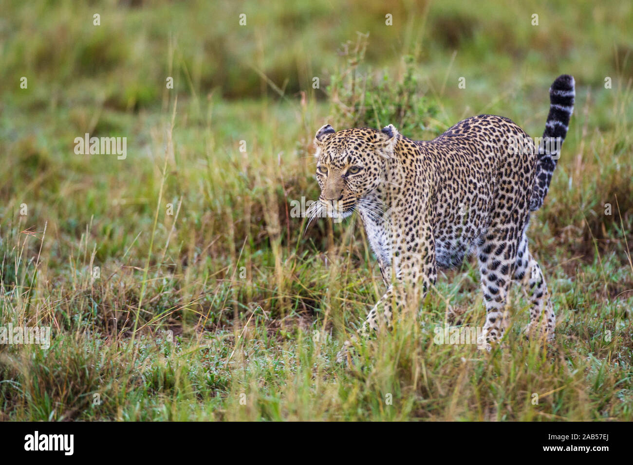 Leopard (Panthera pardus Stock Photo - Alamy