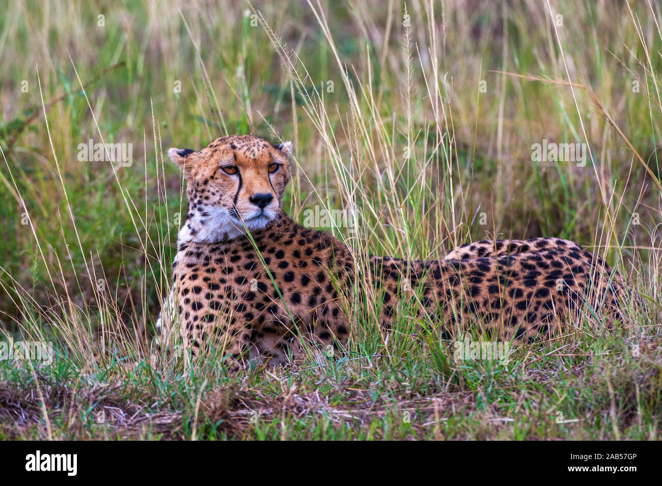 Gepard auf der jagd hi-res stock photography and images - Alamy