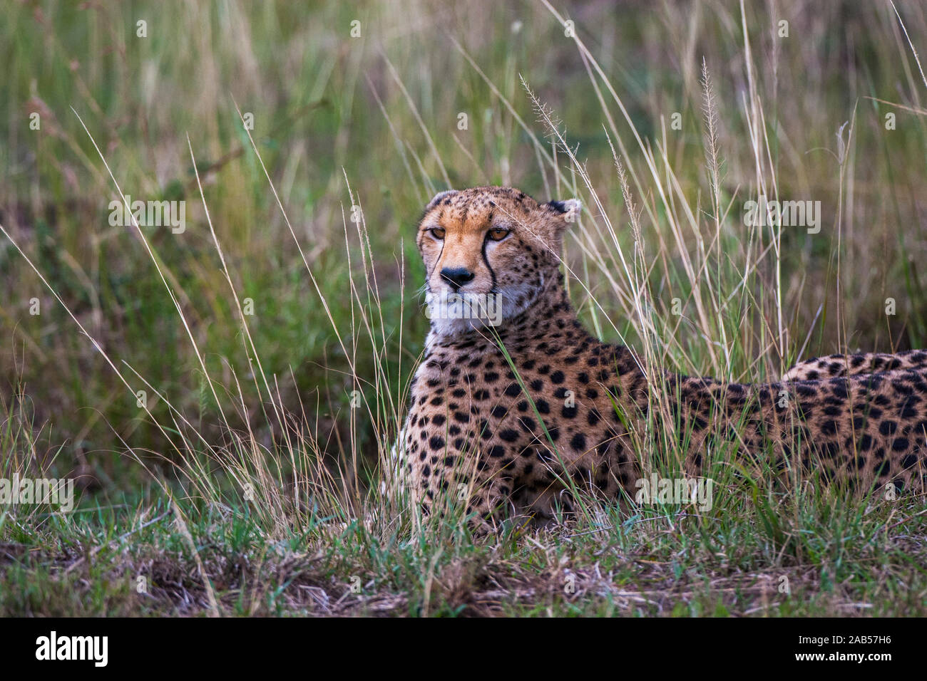 Gepard jagd hi-res stock photography and images - Alamy