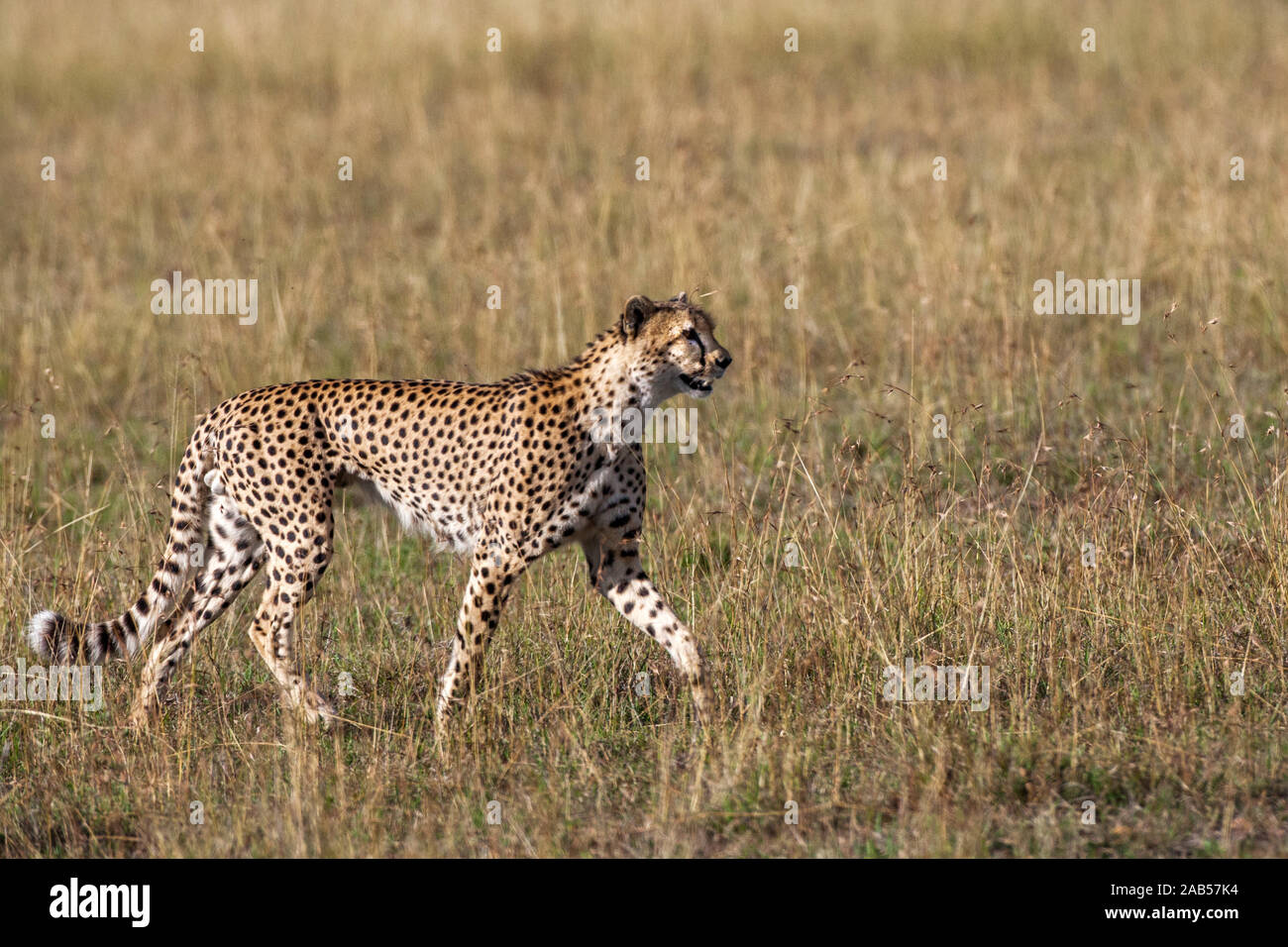 Gepard auf der jagd hi-res stock photography and images - Alamy