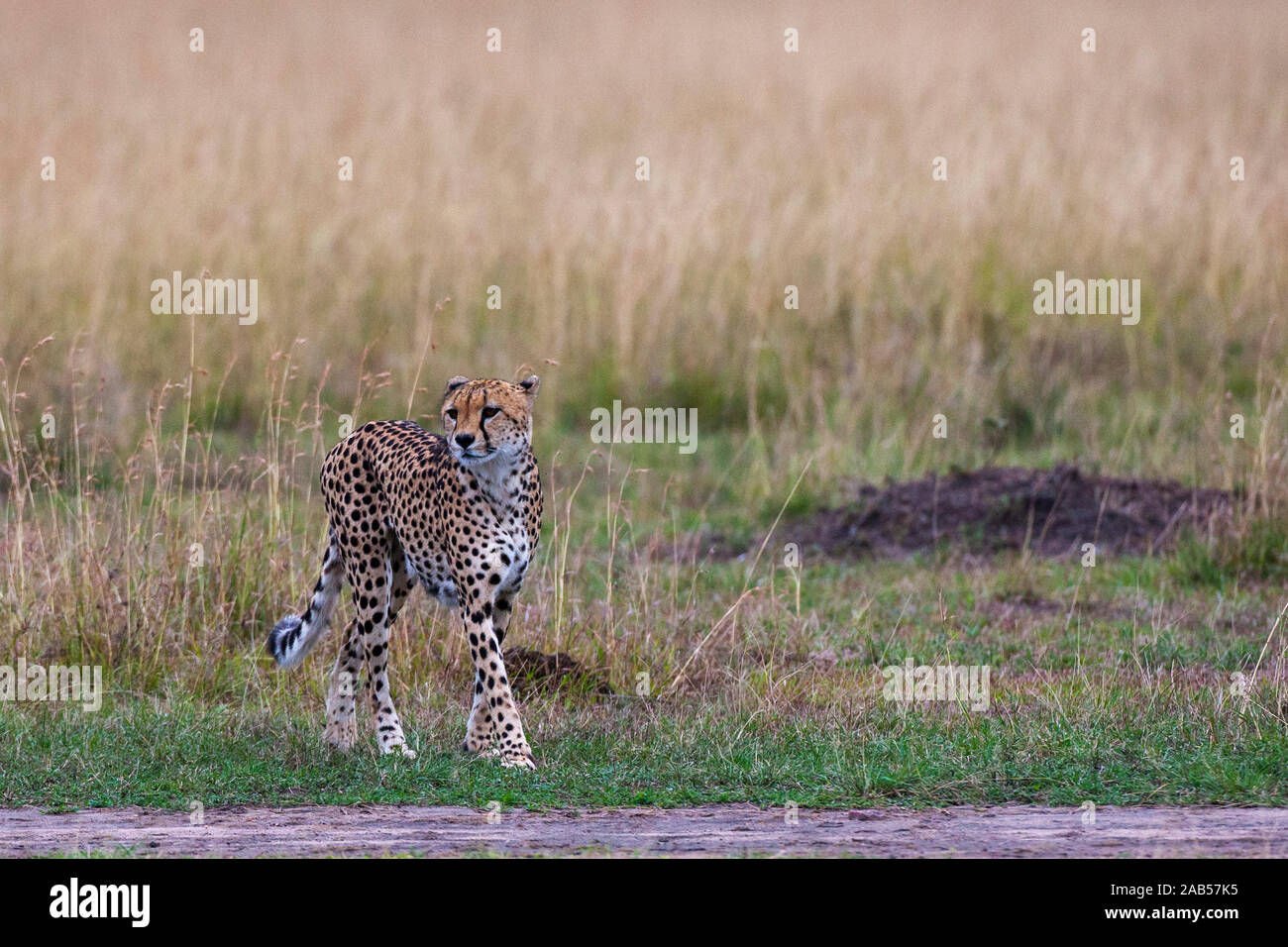 Gepard auf der jagd hi-res stock photography and images - Alamy