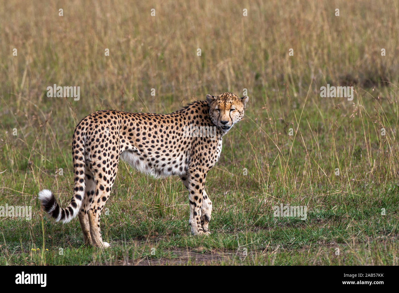 Gepard auf der jagd hi-res stock photography and images - Alamy