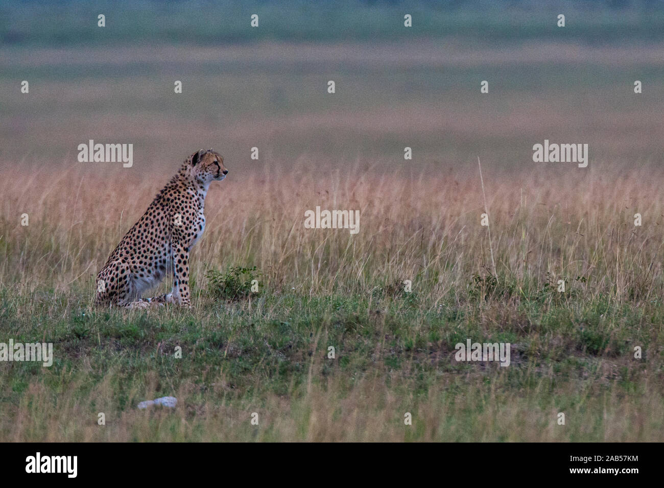 Gepard auf der jagd hi-res stock photography and images - Alamy