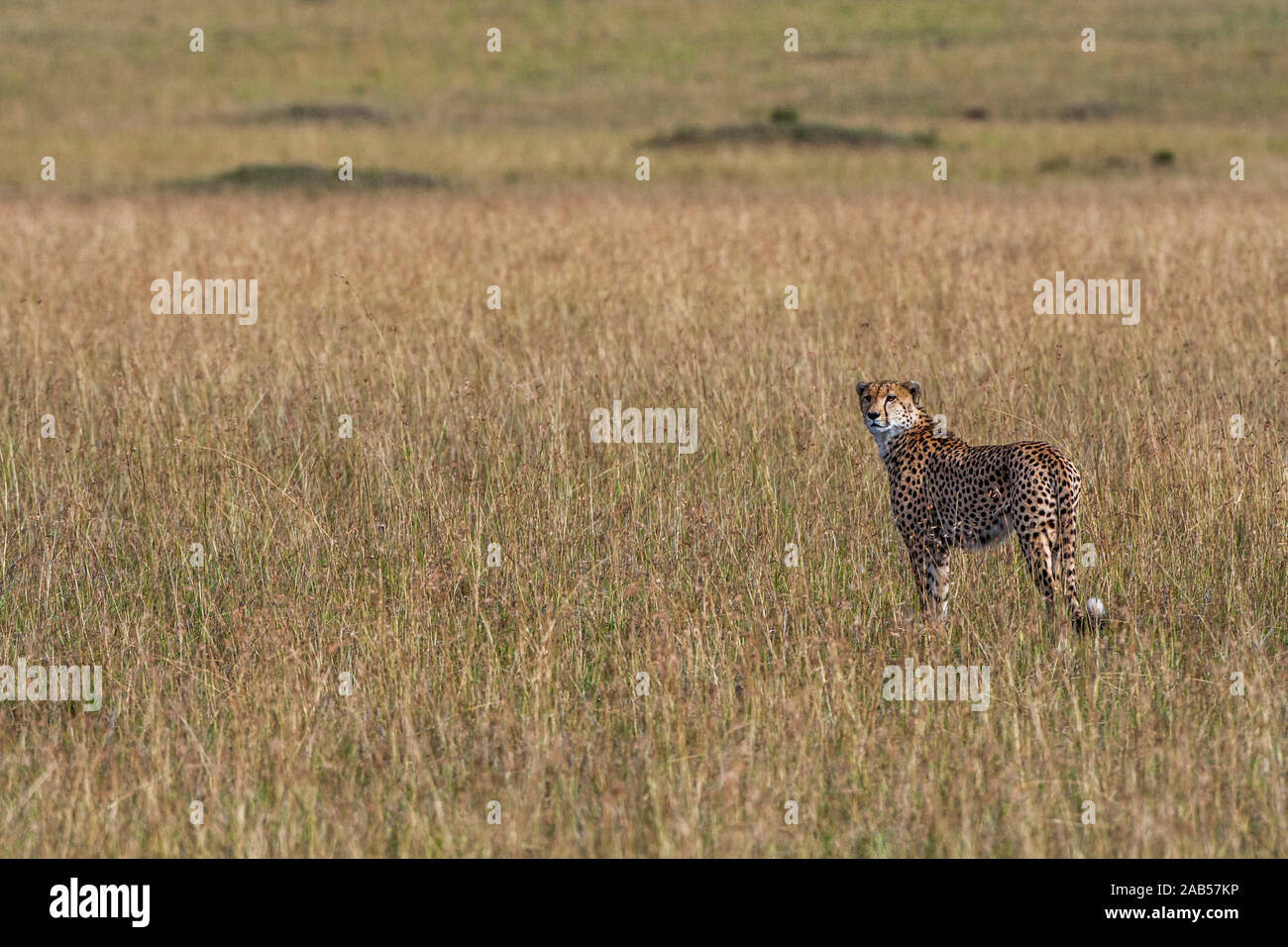 Gepard auf der jagd hi-res stock photography and images - Alamy