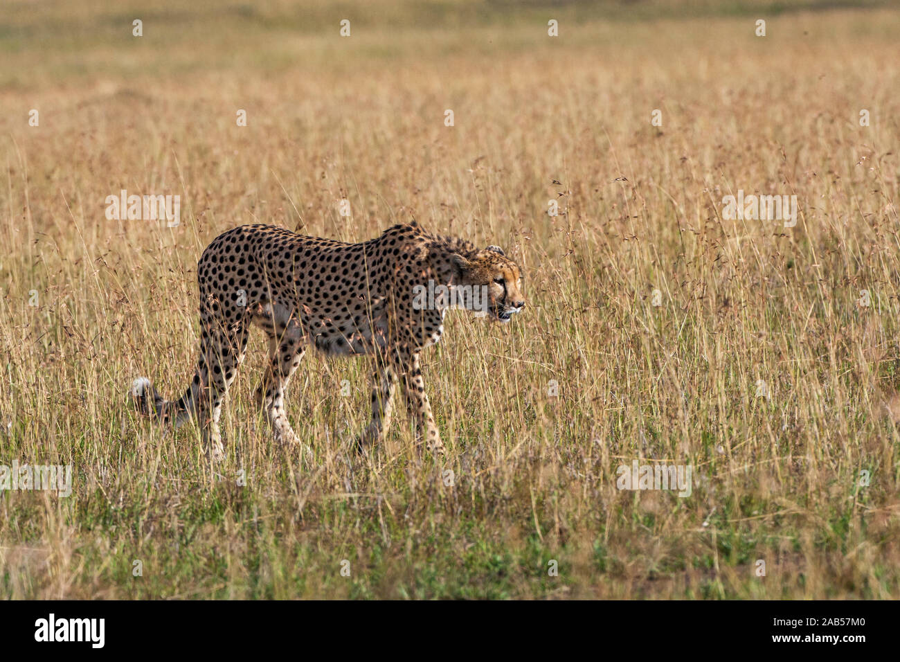 Gepard auf der jagd hi-res stock photography and images - Alamy