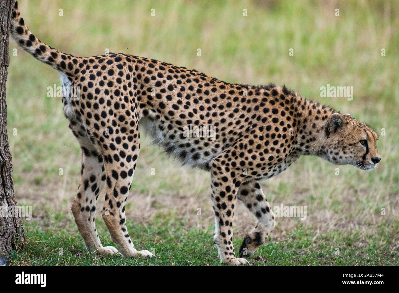 Gepard (Acinonyx jubatus Stock Photo - Alamy