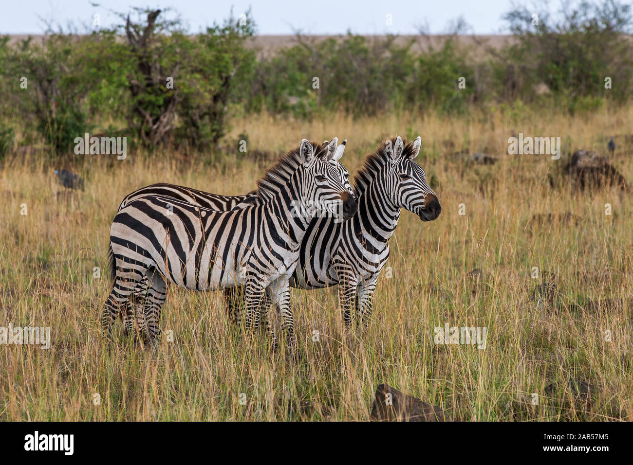 Bergzebra hi-res stock photography and images - Alamy