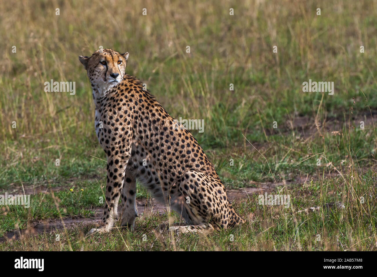 Gepard auf der jagd hi-res stock photography and images - Alamy