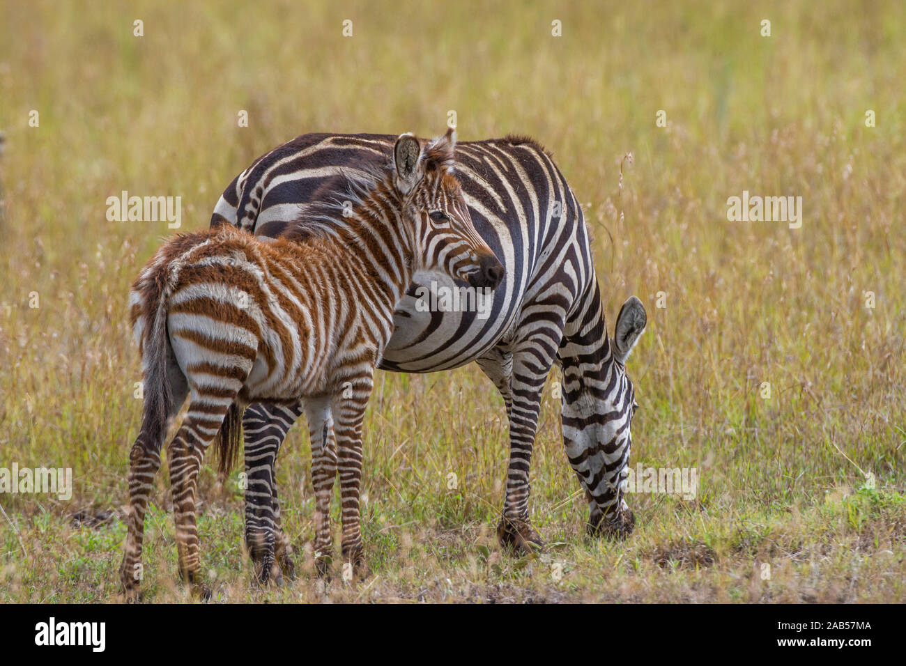 Bergzebra High Resolution Stock Photography and Images - Alamy