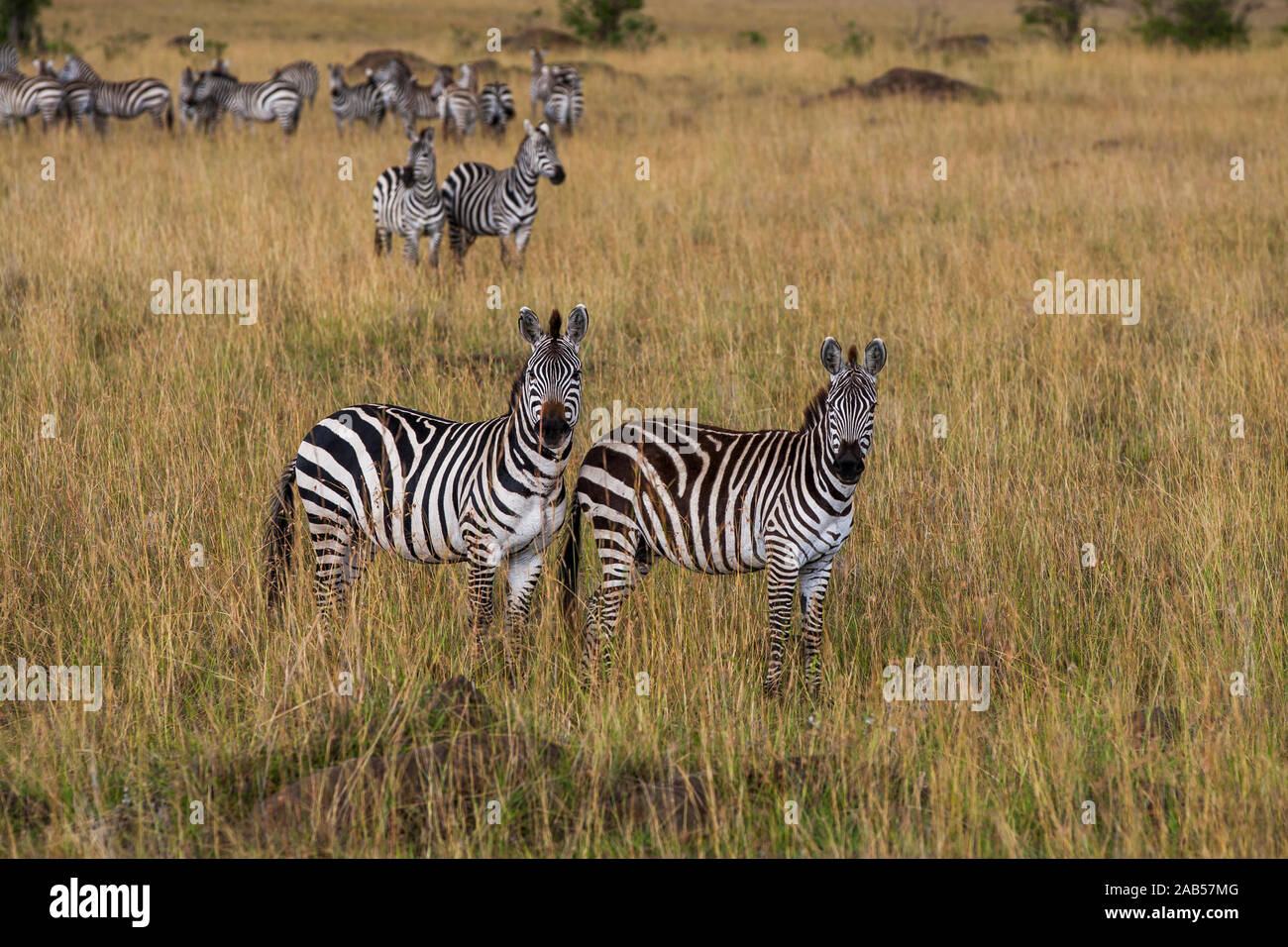 Bergzebra hi-res stock photography and images - Alamy
