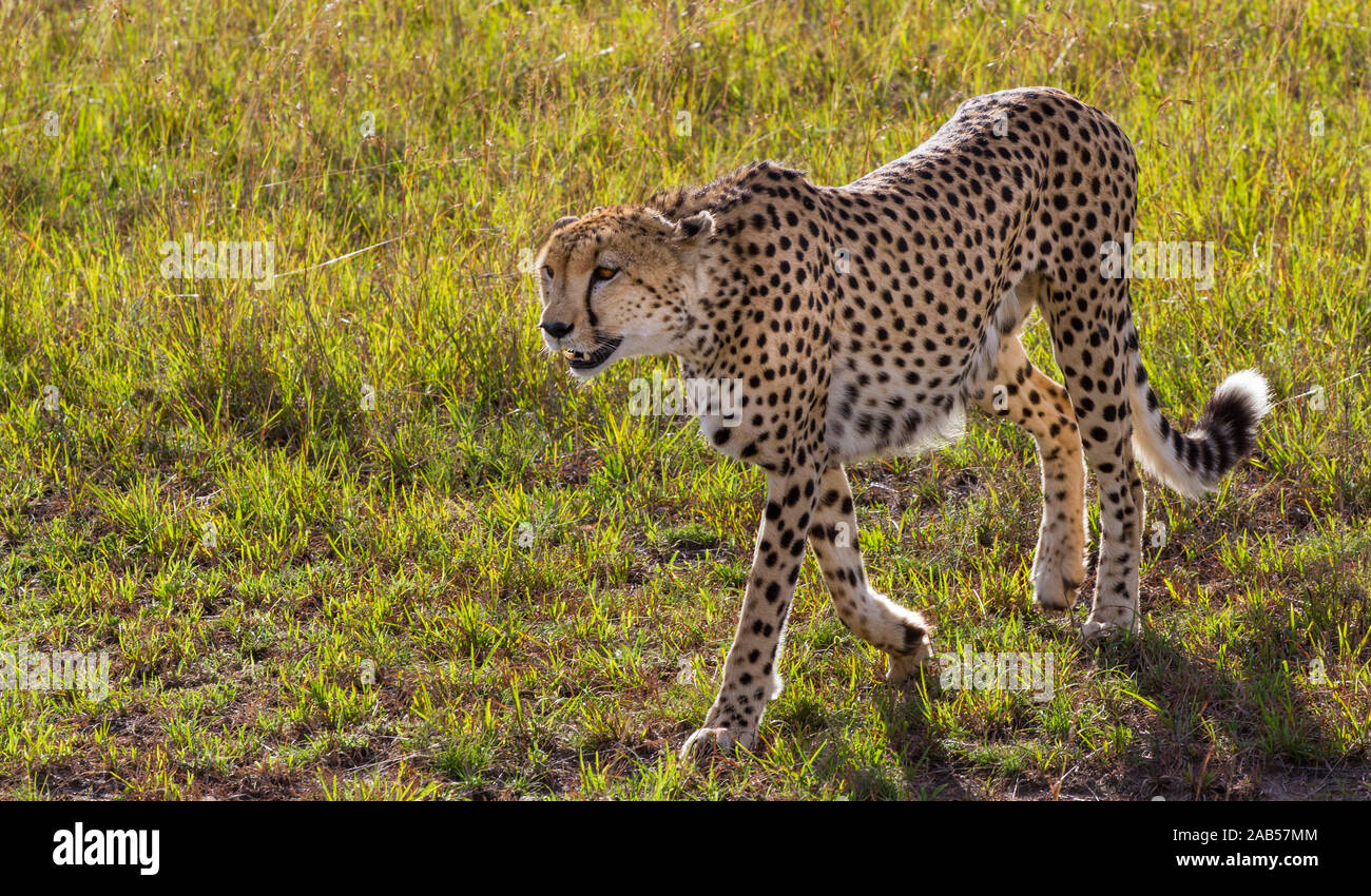 Gepard (Acinonyx jubatus Stock Photo - Alamy