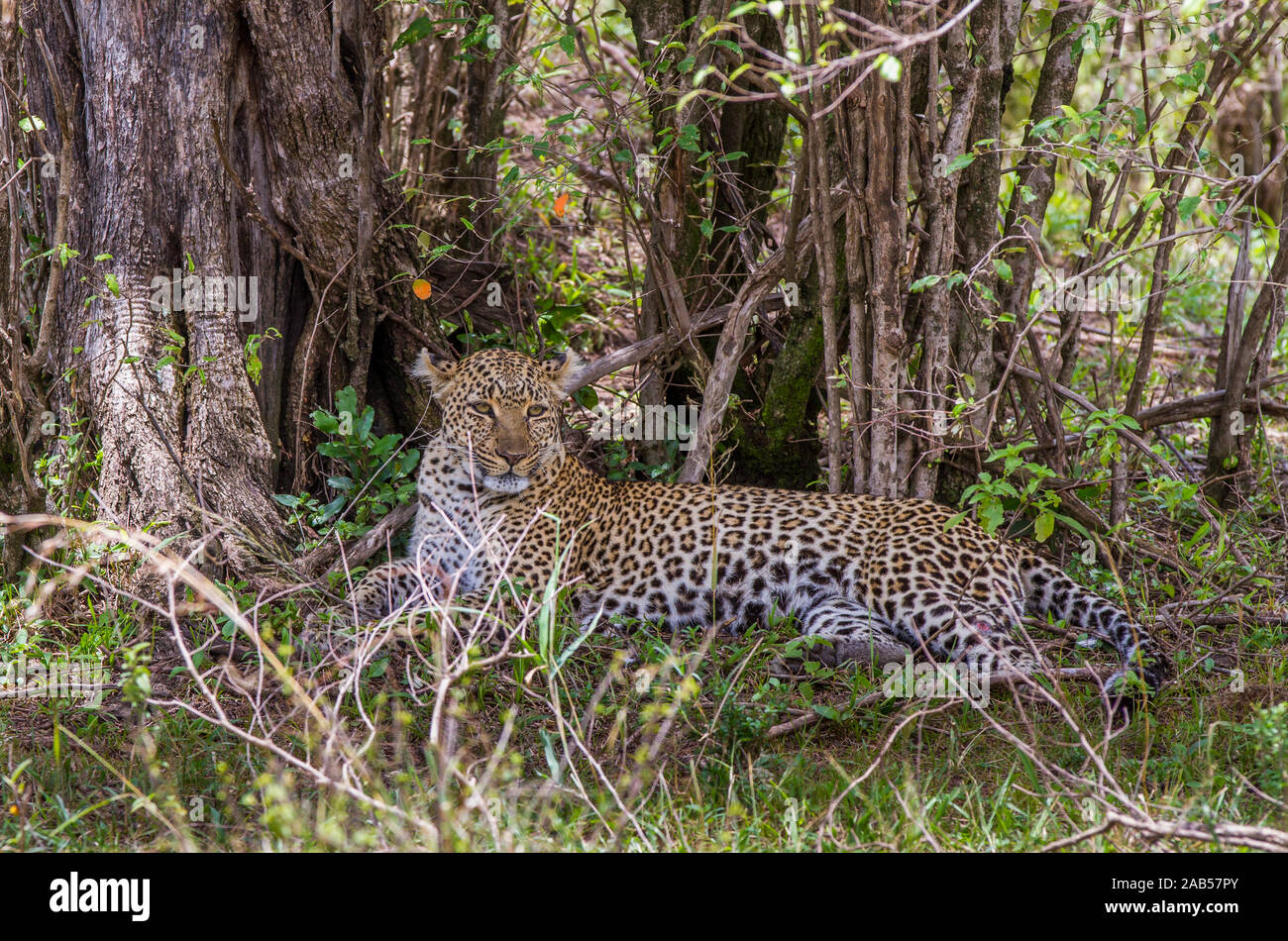Leopard (Panthera pardus Stock Photo - Alamy
