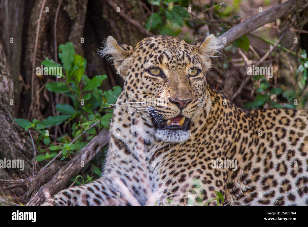 Leopard (Panthera pardus Stock Photo - Alamy