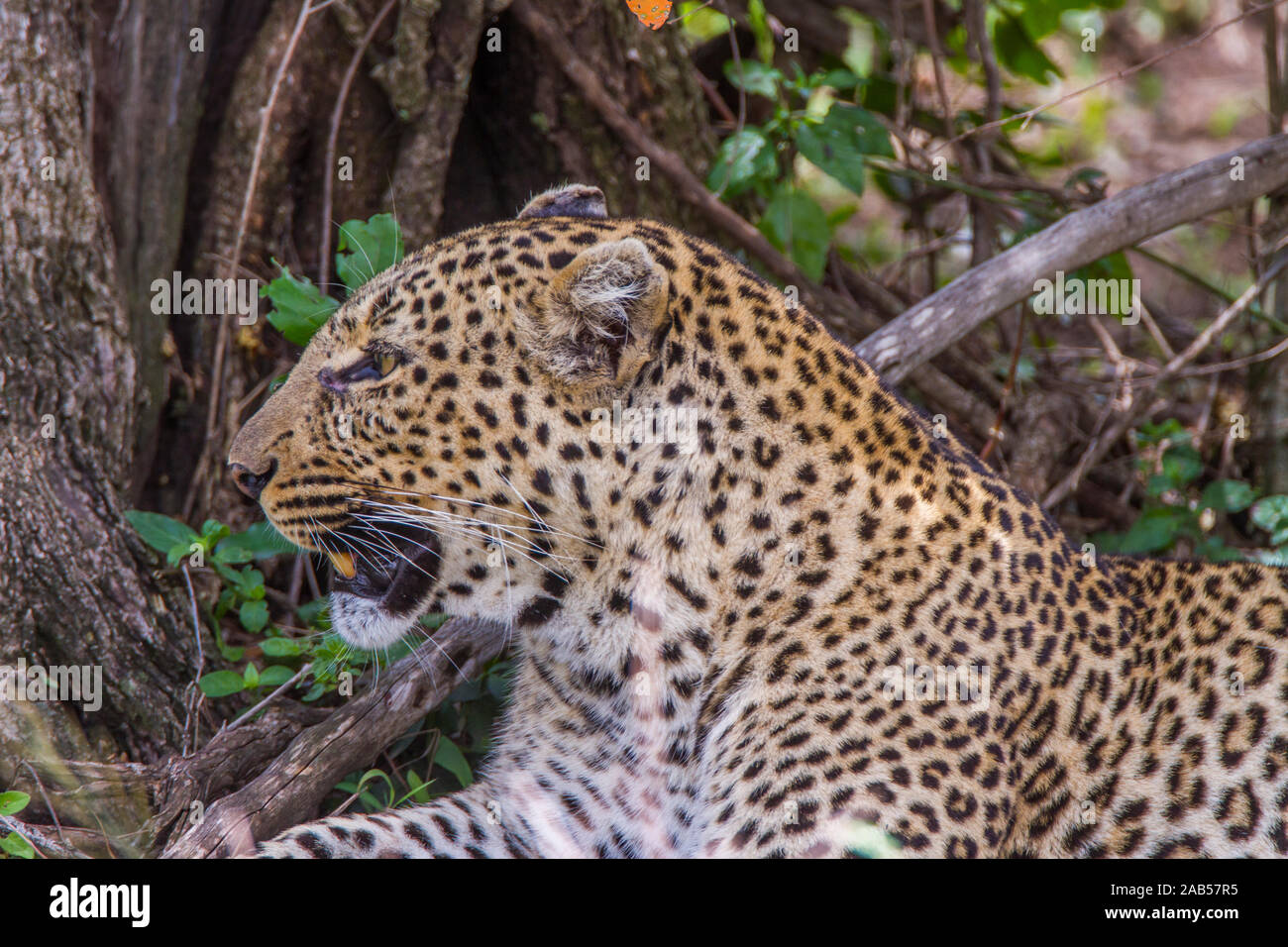 Leopard (Panthera pardus Stock Photo - Alamy