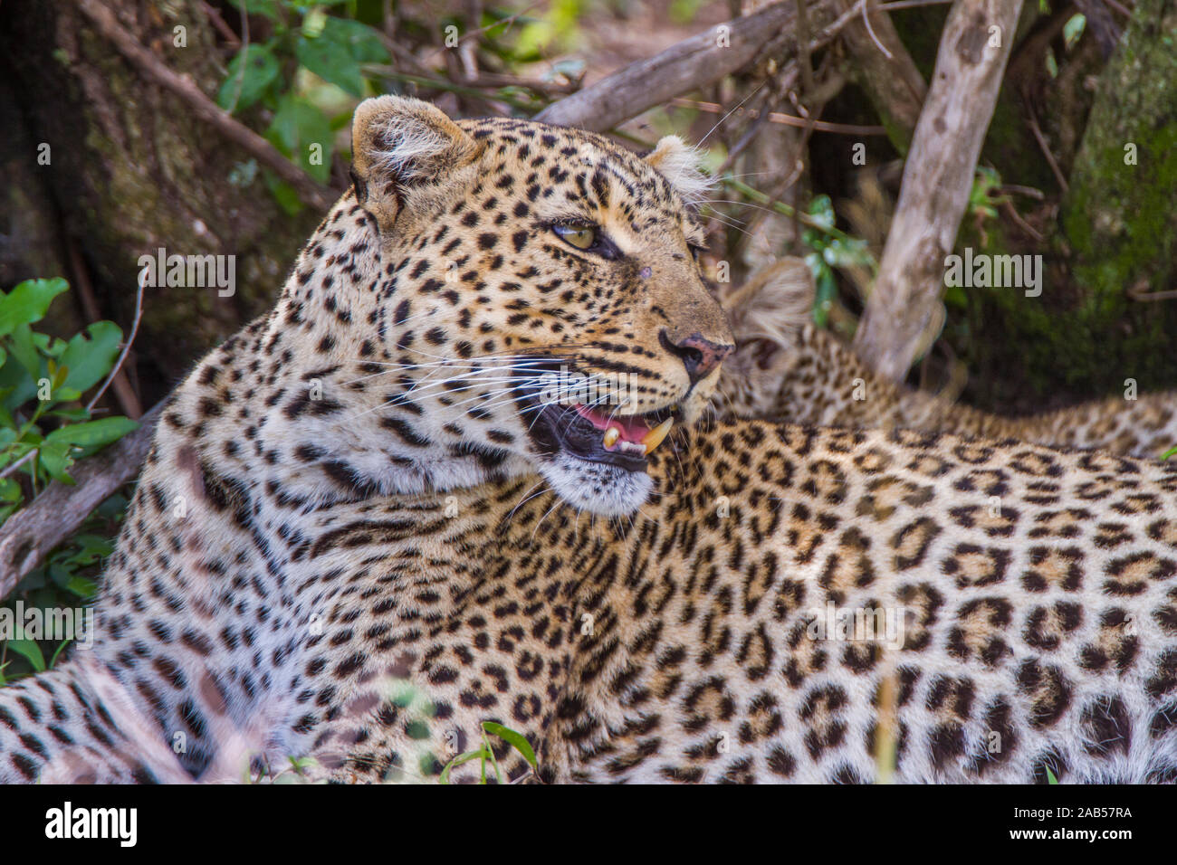 Leopard (Panthera pardus Stock Photo - Alamy