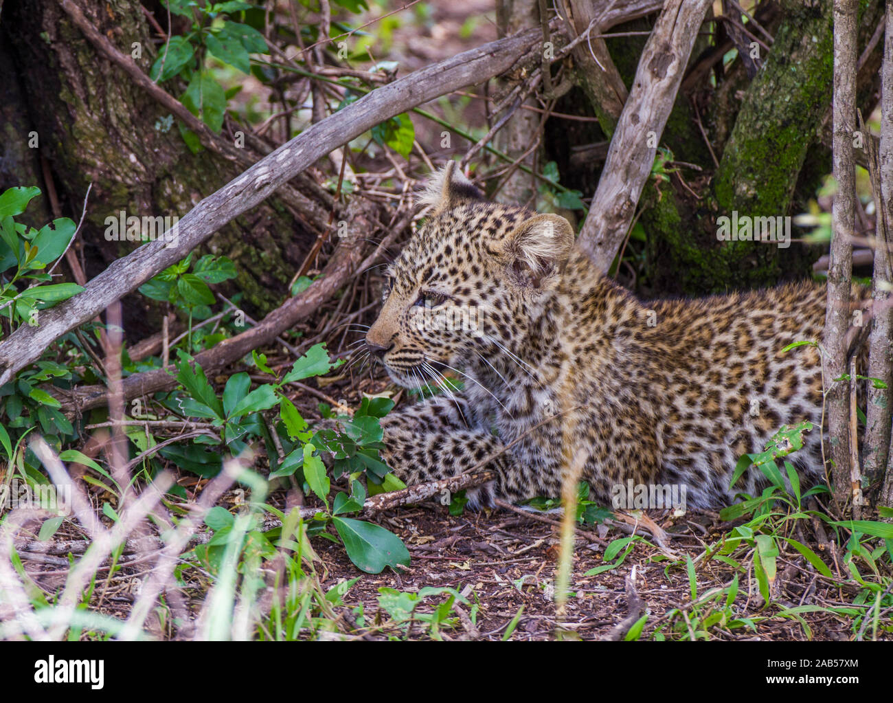 Leopard (Panthera pardus Stock Photo - Alamy