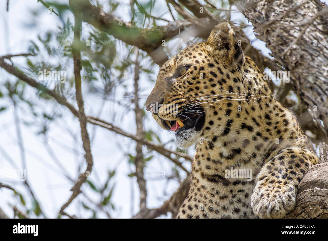 Leopard (Panthera pardus Stock Photo - Alamy