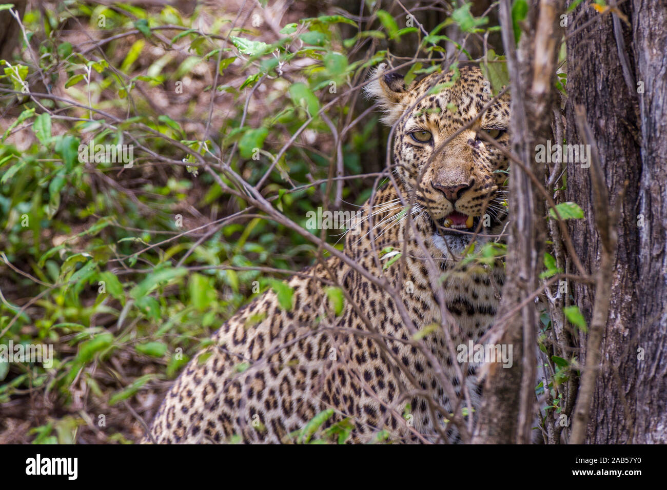 Leopard (Panthera pardus Stock Photo - Alamy