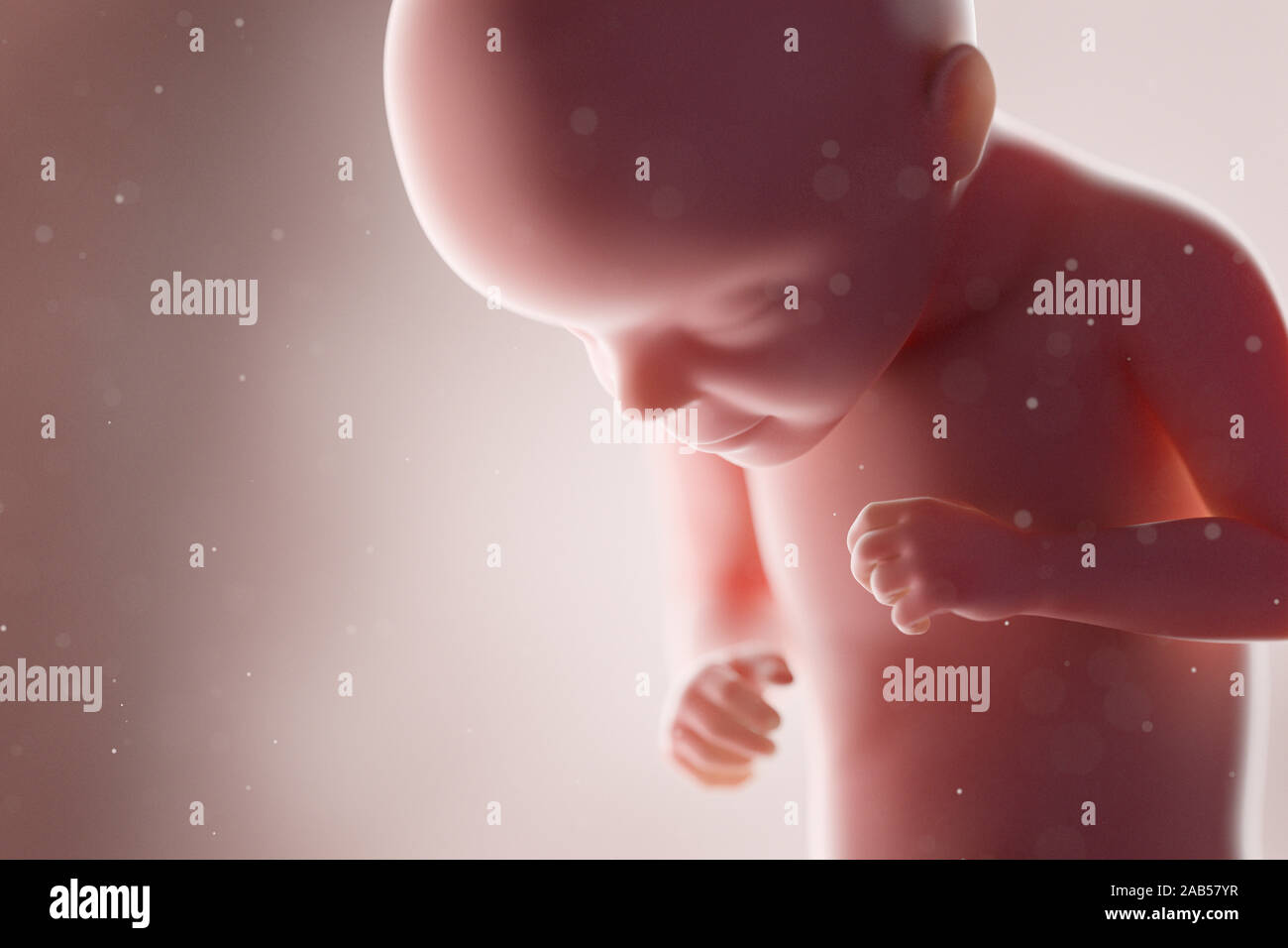 3d rendered medically accurate illustration of a human fetus - week 29 ...
