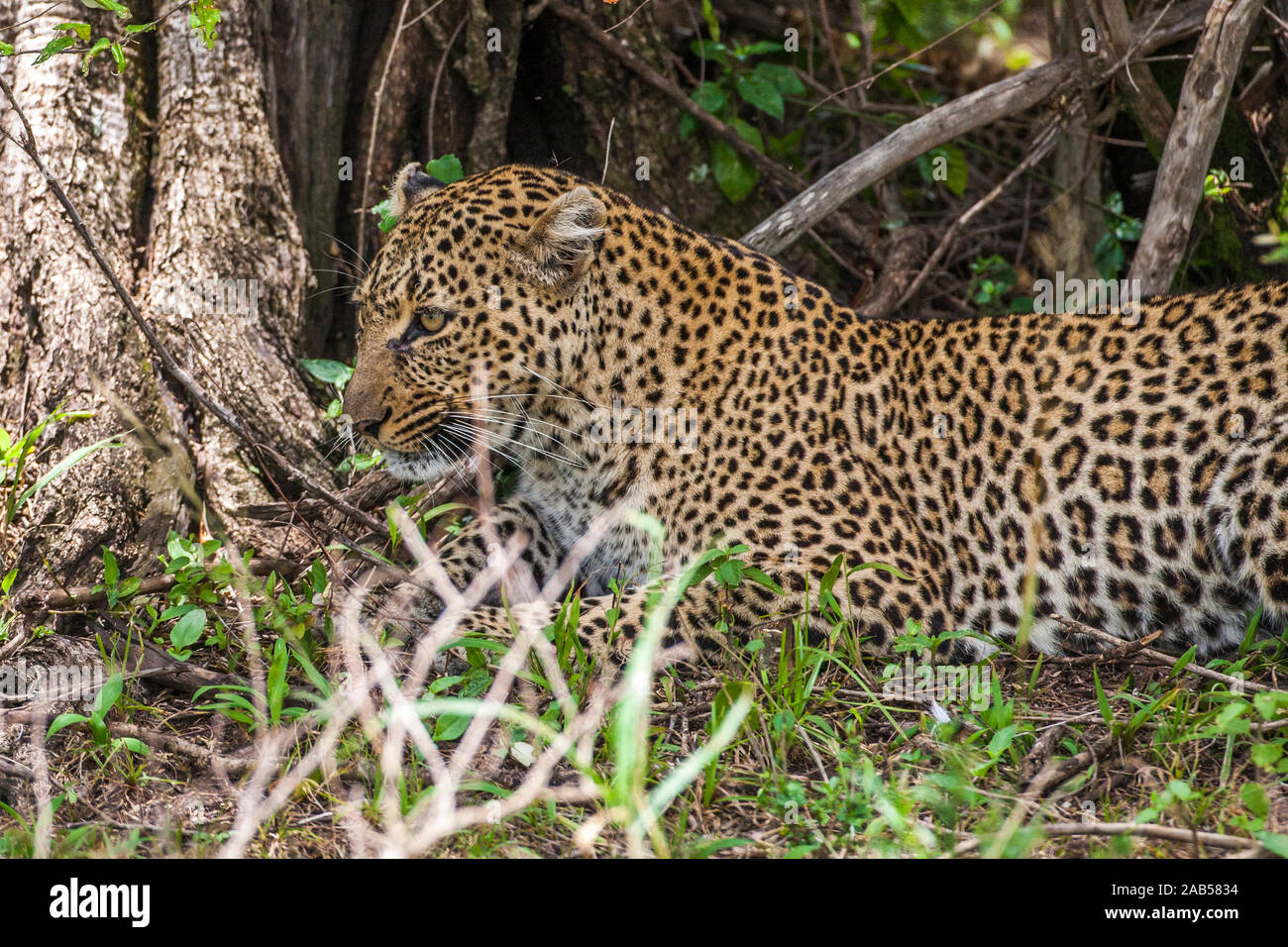 Leopard (Panthera pardus Stock Photo - Alamy