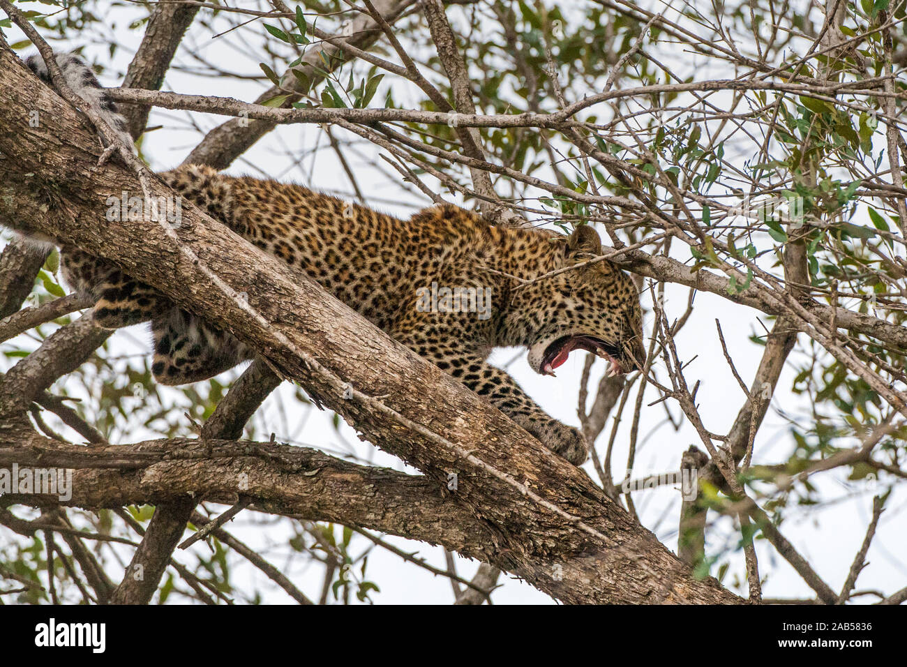 Leopard (Panthera pardus Stock Photo - Alamy