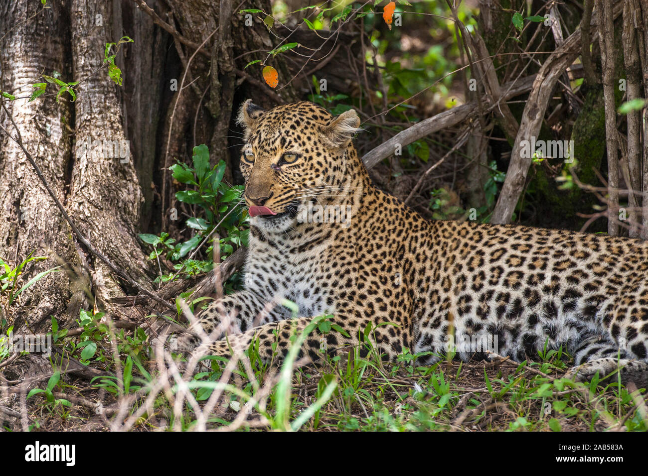 Leopard (Panthera pardus Stock Photo - Alamy