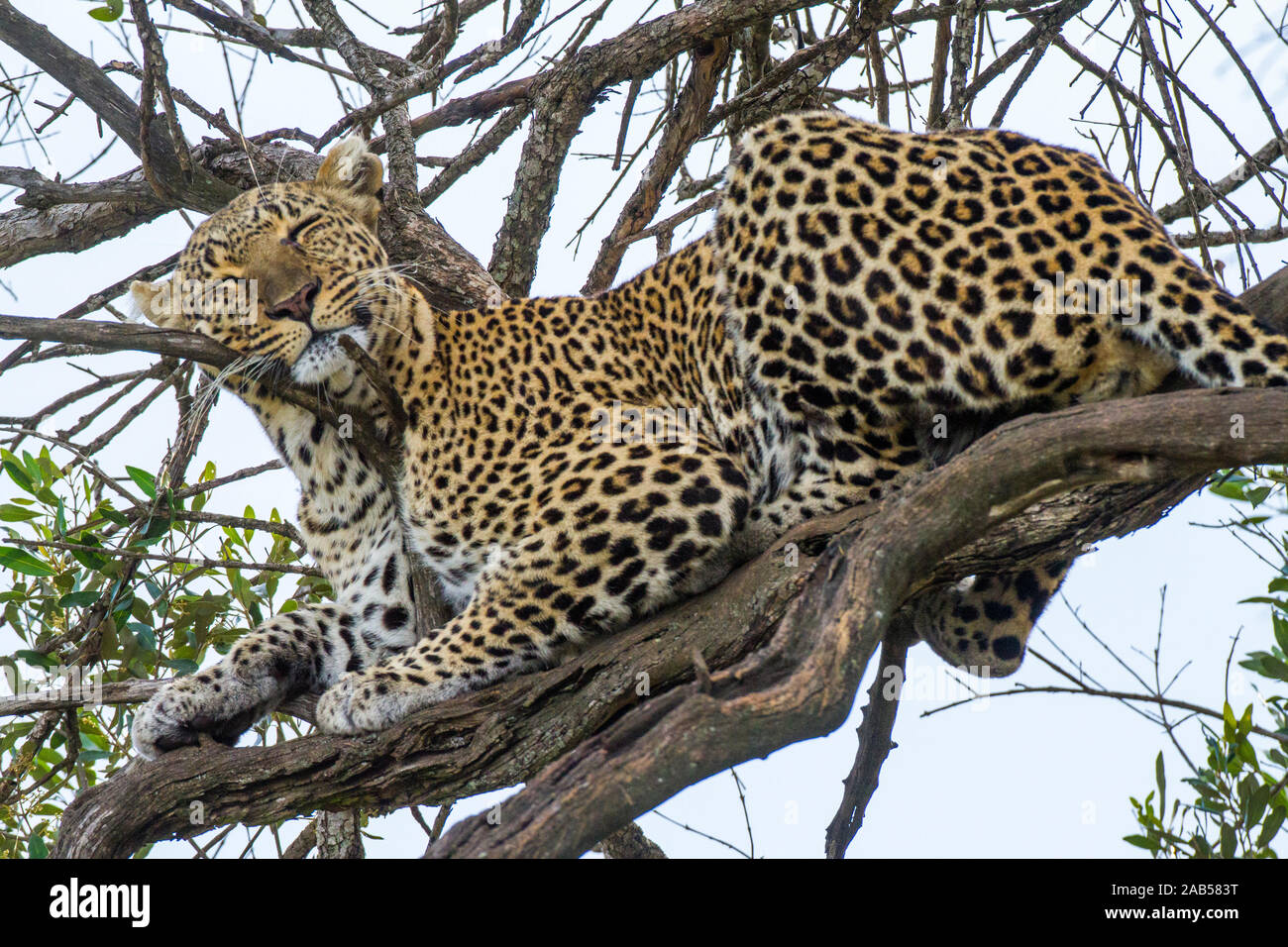 Leopard (Panthera pardus Stock Photo - Alamy
