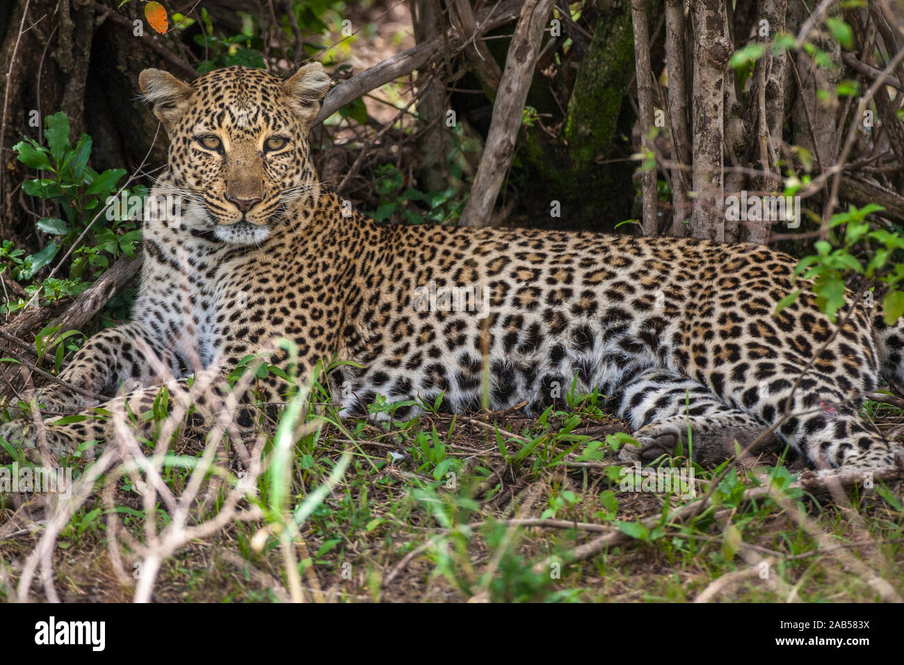 Leopard (Panthera pardus Stock Photo - Alamy