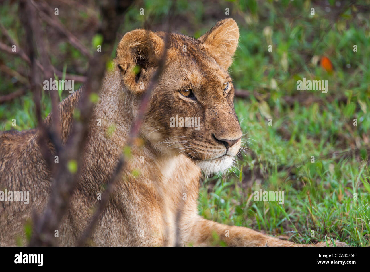 Löwin panthera löwe hi-res stock photography and images - Alamy