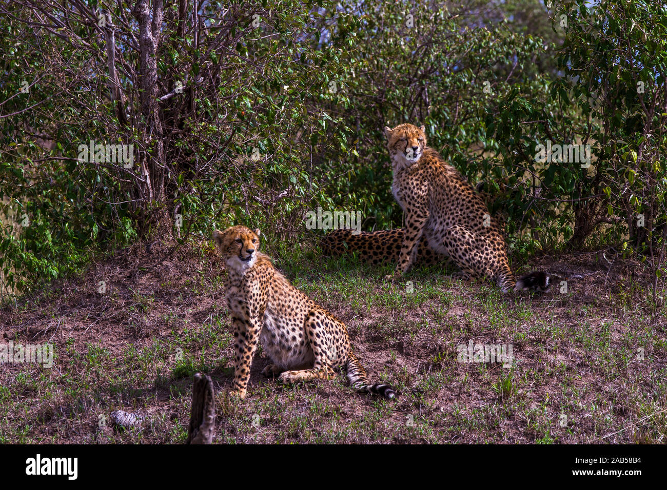 Gepard auf der jagd hi-res stock photography and images - Alamy