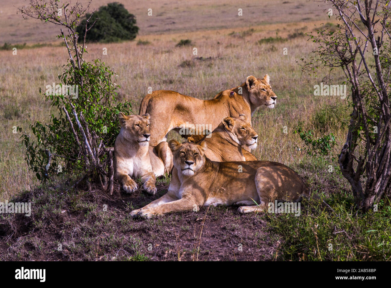 Faszinierend Lowenfamilie Bild Schwarz Wei Ebenbild